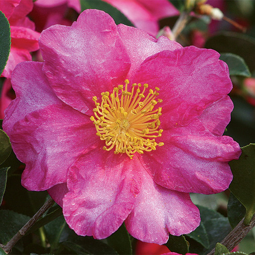 Regional Picks: Bold Plants for Shade - South - Fine Gardening