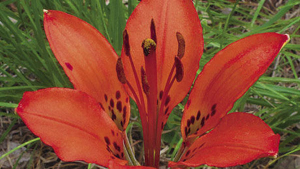 Bold, Shade-Loving Rodgersias - FineGardening