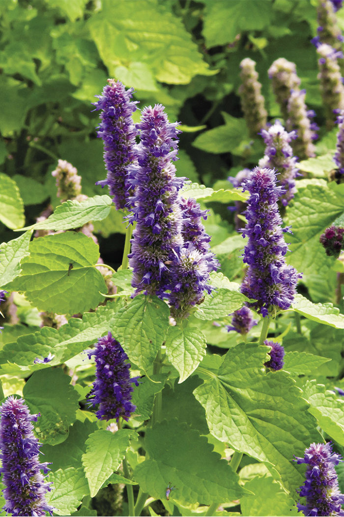8 Plants With Long Growing Seasons - Fine Gardening