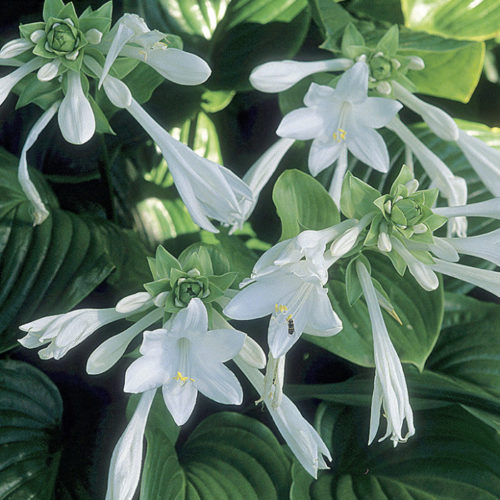 The Best of the Best Hostas - Fine Gardening