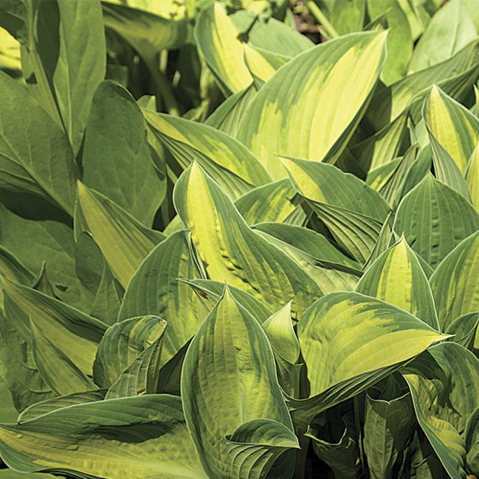The Best of the Best Hostas - Fine Gardening