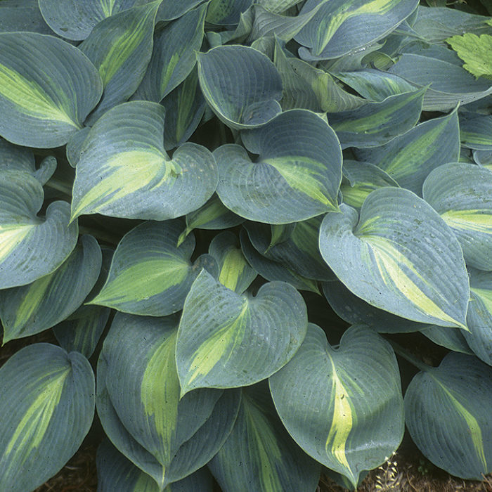 The Best of the Best Hostas - Fine Gardening
