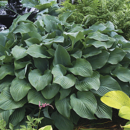 The Best of the Best Hostas - Fine Gardening