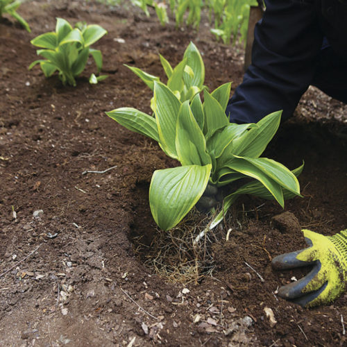 The Best of the Best Hostas - Fine Gardening