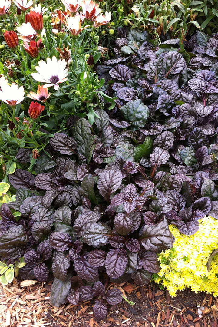 Day 276 Carpet Bugleweed A Year In Photos