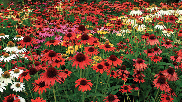 Chartreuse Foliage Makes a Splash - Fine Gardening