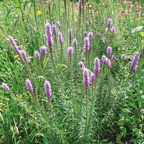 Regional Picks: Best Natives - Midwest - Fine Gardening