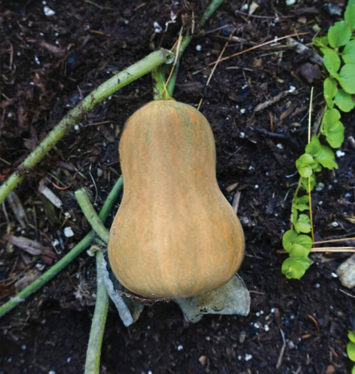 Miniature Fruits and Veggies That Tout Big Flavor - Fine Gardening