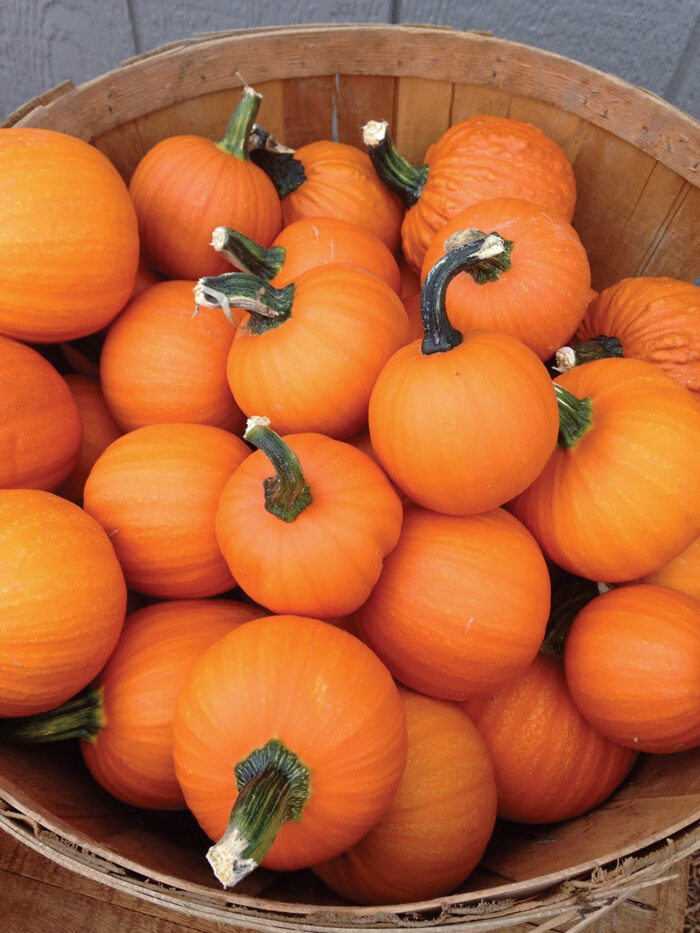 Miniature Fruits and Veggies That Tout Big Flavor - Fine Gardening