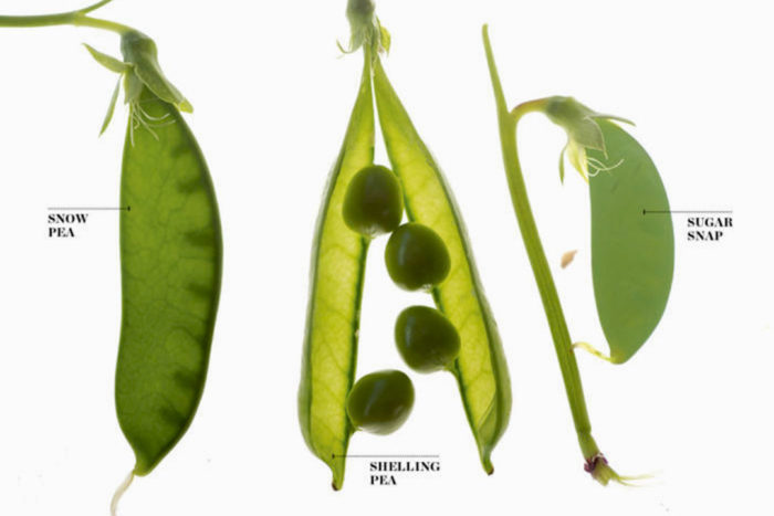 How to Grow Peas Easily - Fine Gardening