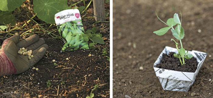 How to Grow Peas Easily - Fine Gardening
