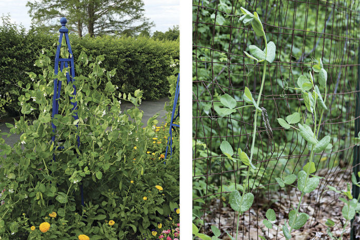 How to Grow Peas Easily - Fine Gardening