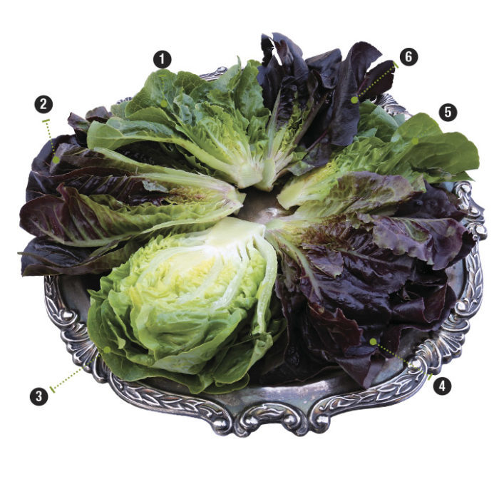 Have You Heard of Mini Head Lettuces? - Fine Gardening
