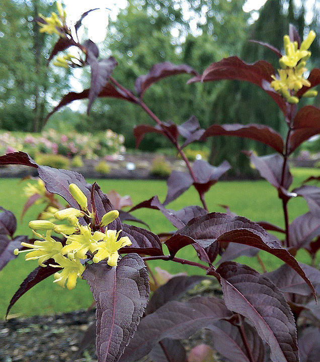 Regional Picks: Best New Finds - Southern Plains - Fine Gardening