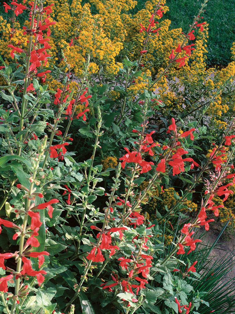 Plants That Like It Hot - Fine Gardening