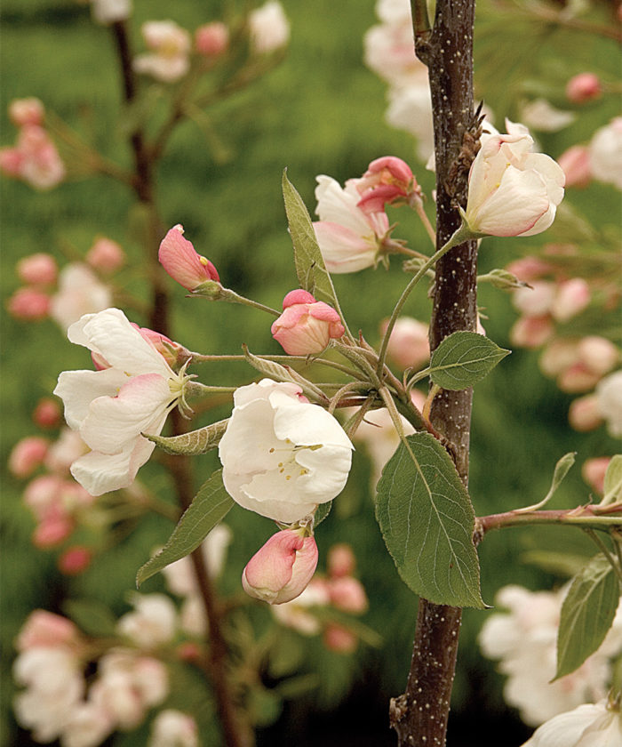 Regional Picks: Foundation-Friendly Plants - Midwest - Fine Gardening