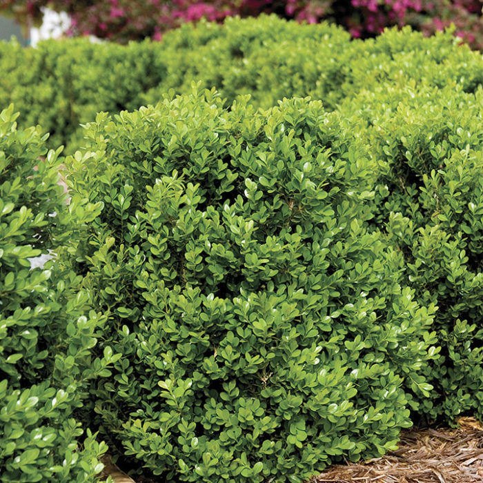 Foundation-Friendly Plants - Fine Gardening