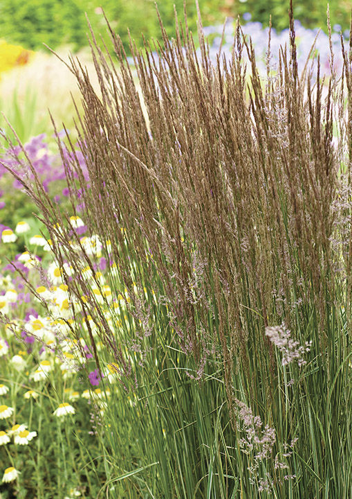 Foundation-Friendly Plants - Fine Gardening