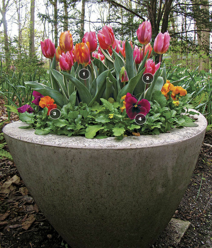 A Bright Idea for Spring Containers - Fine Gardening