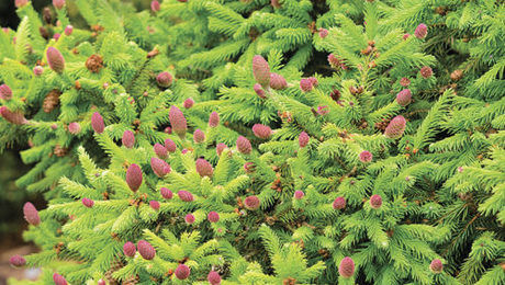 Designing with Conifers - FineGardening