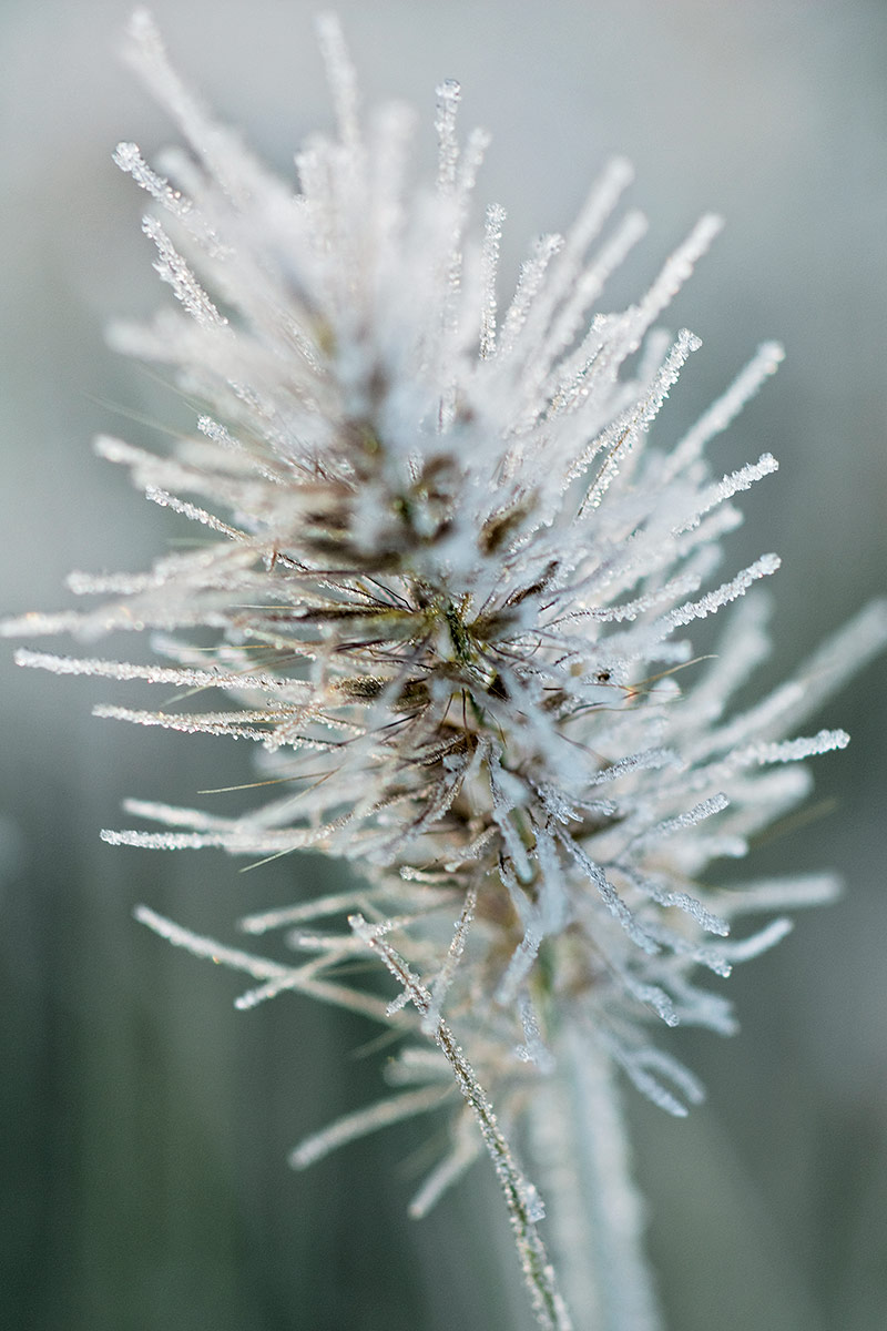 Winter Interest Worth Waiting For - Fine Gardening