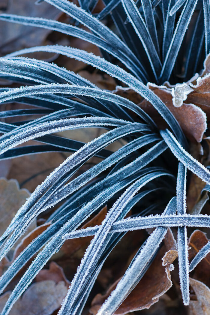 Winter Interest Worth Waiting For - Fine Gardening