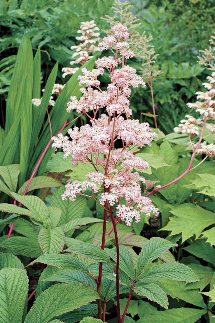 Bold, Shade-Loving Rodgersias - Fine Gardening