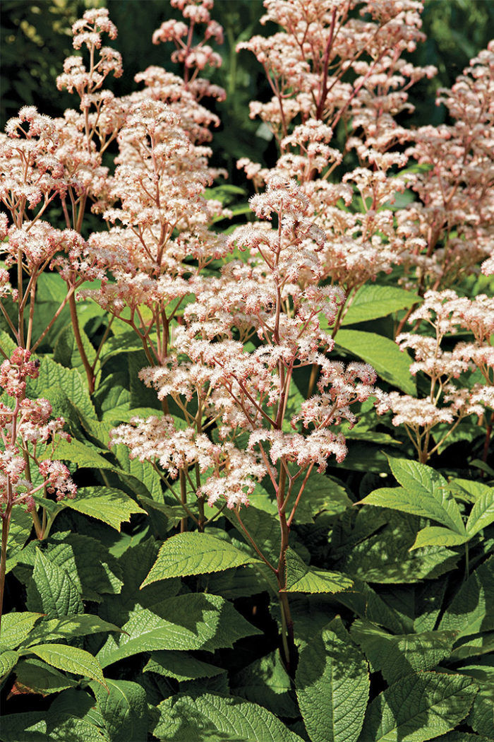 Bold, Shade-Loving Rodgersias - Fine Gardening