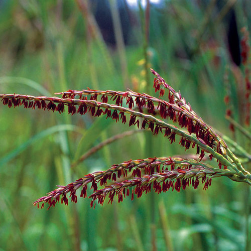 Tripsacum - FineGardening
