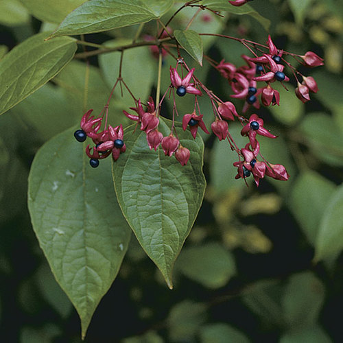 Clerodendrum - FineGardening