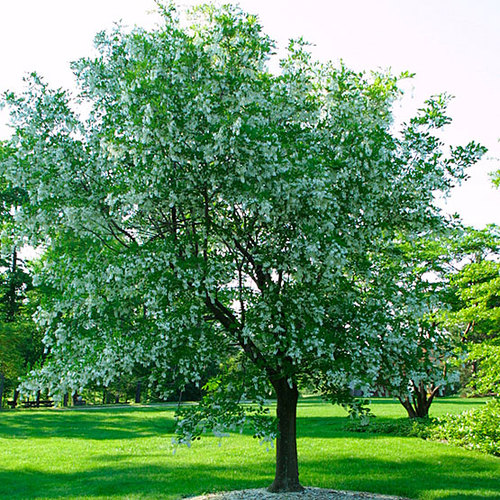 Cladrastis - FineGardening