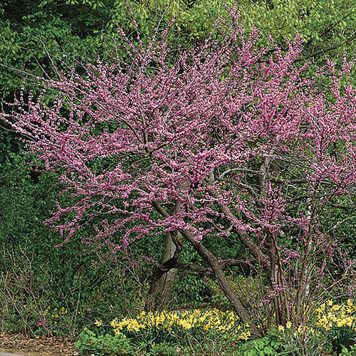Cercis - FineGardening