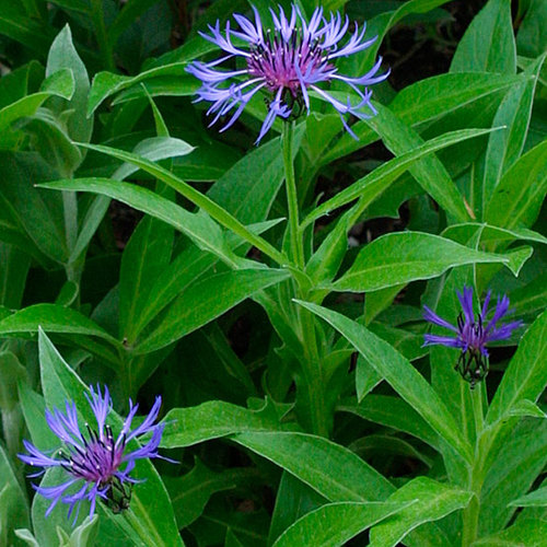 Centaurea - FineGardening
