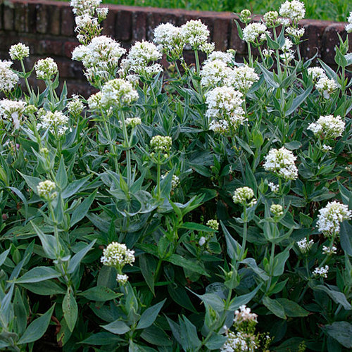 Centranthus - FineGardening