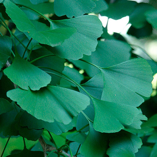 Ginkgo - FineGardening