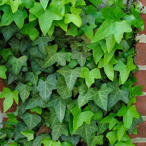 Hedera - FineGardening