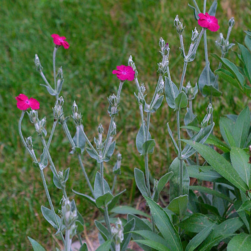 Lychnis - FineGardening
