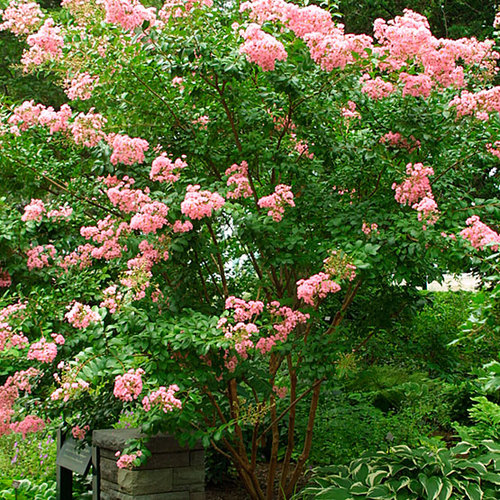 Lagerstroemia - FineGardening