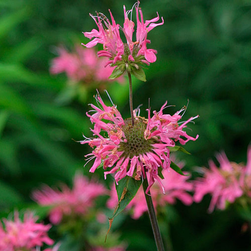 Monarda - FineGardening