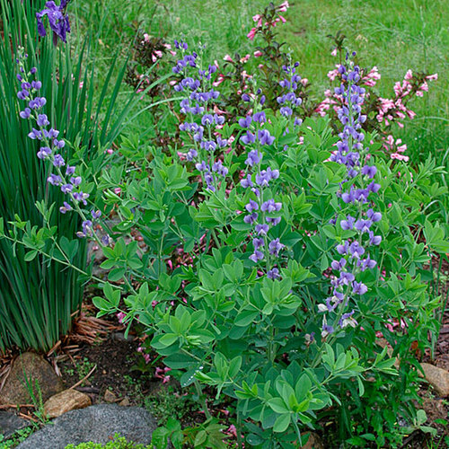 Baptisia - FineGardening