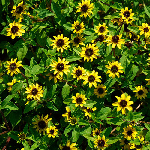 Sanvitalia - FineGardening