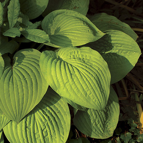 Hosta - FineGardening