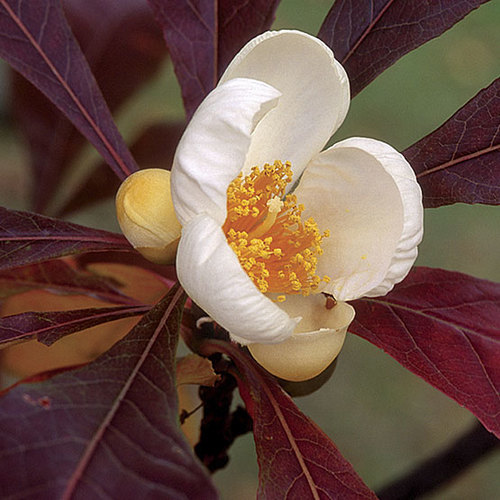 Franklinia - FineGardening