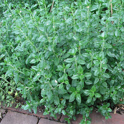 Teucrium - FineGardening