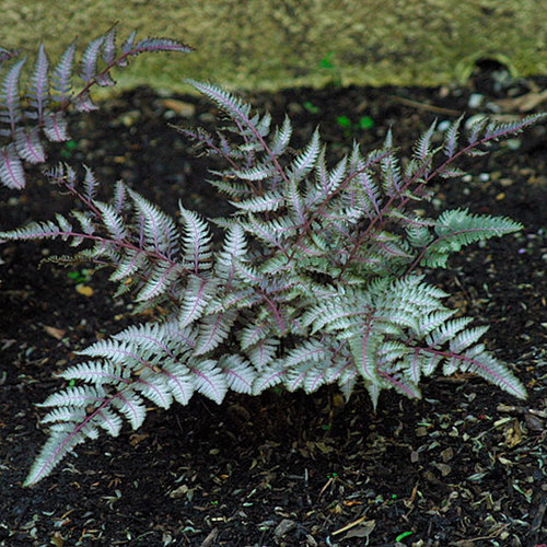 Athyrium - FineGardening