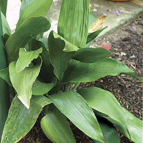 Aspidistra - FineGardening