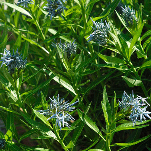 Amsonia - FineGardening