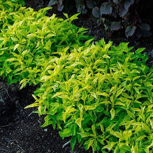 Alternanthera - Fine Gardening
