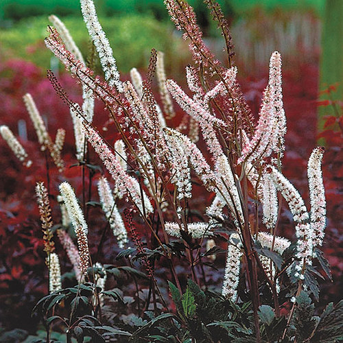 Actaea - FineGardening