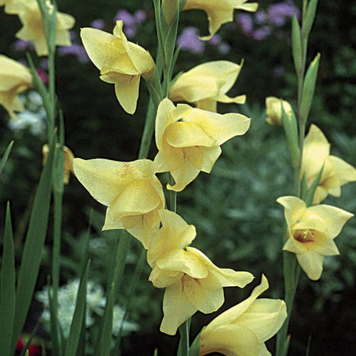 Acidanthera - FineGardening